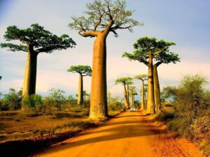 Baobabs: what are they and characteristics - AgroCorrn