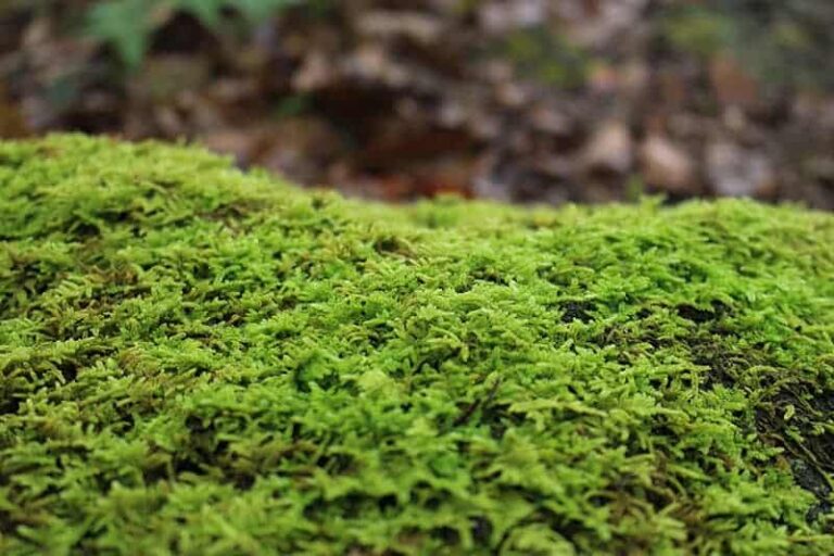 Types of mosses and their characteristics - AgroCorrn